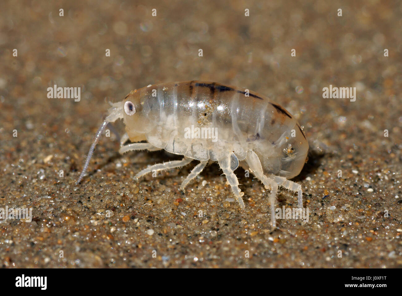 Talitrus saltator uk hi-res stock photography and images - Alamy