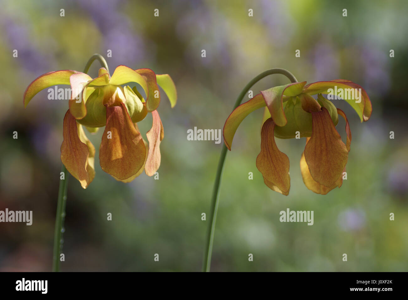 Sarracenia x moorei Stock Photo - Alamy
