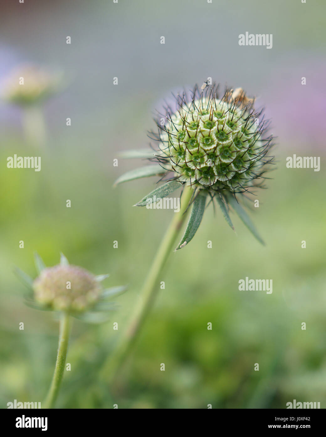 Scabious garden hi-res stock photography and images - Alamy
