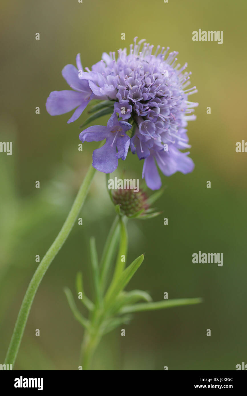 Scabious garden hi-res stock photography and images - Alamy