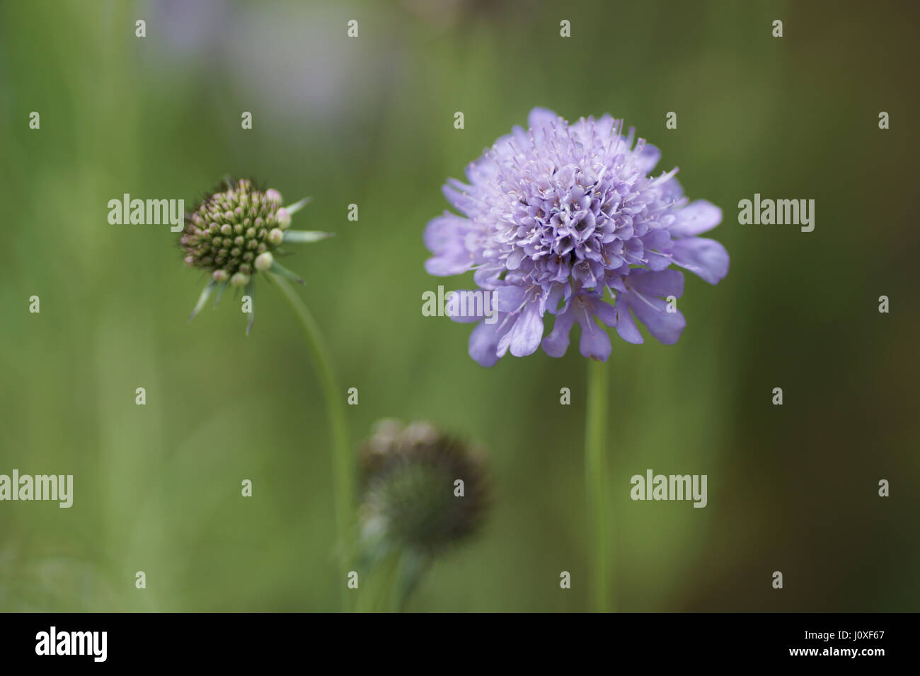 Scabious garden hi-res stock photography and images - Alamy