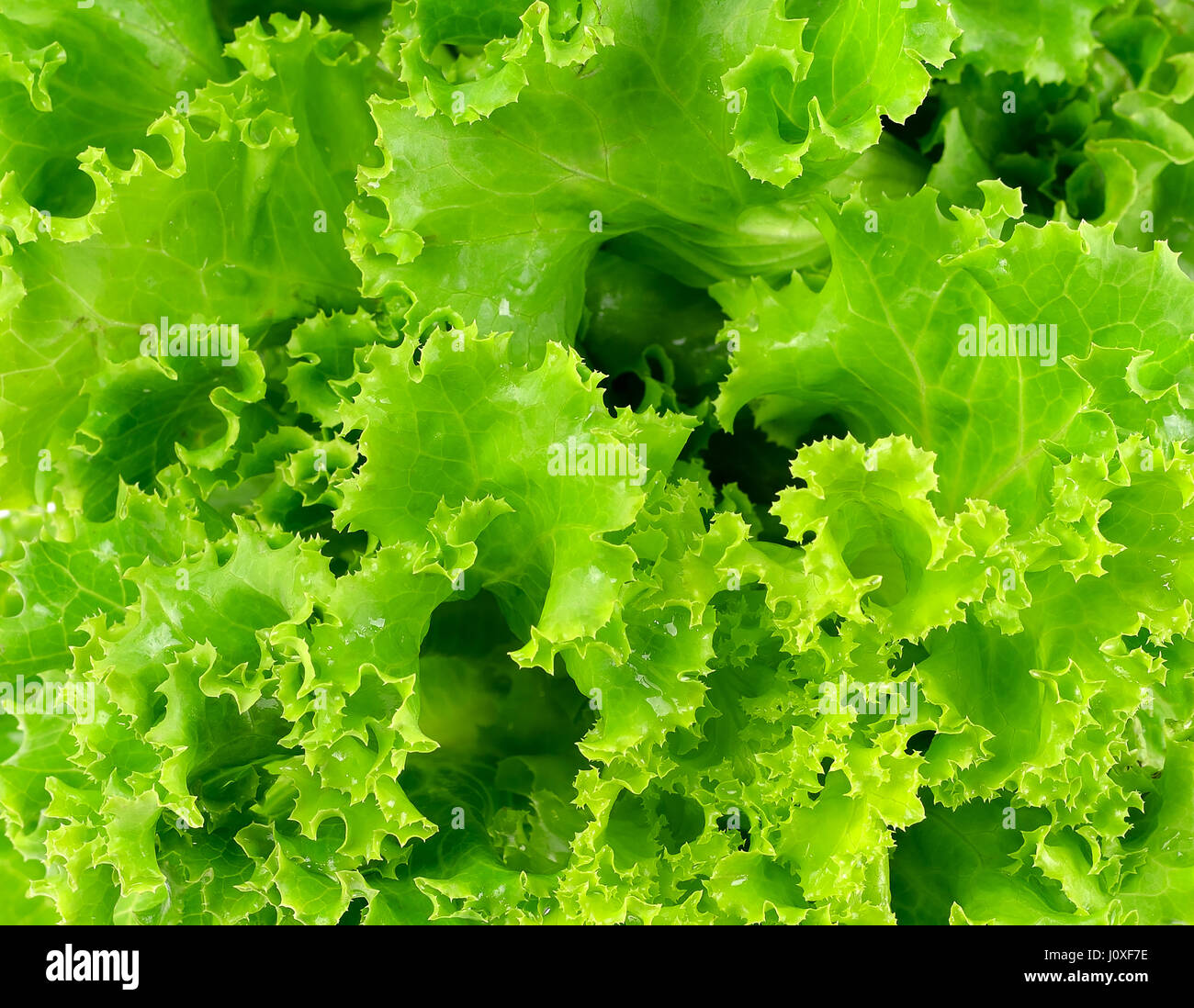 Close up lettuce background texture Stock Photo - Alamy
