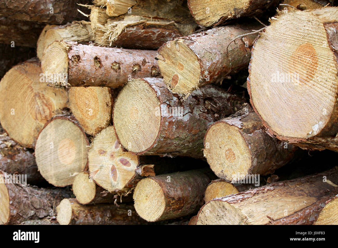 Tree rings annular rings hi-res stock photography and images - Alamy