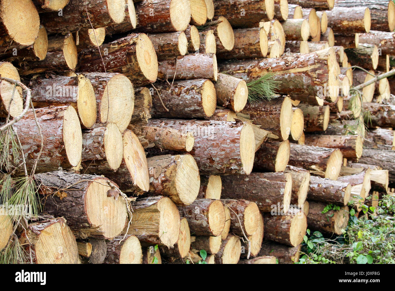 Tree end grain hi-res stock photography and images - Alamy