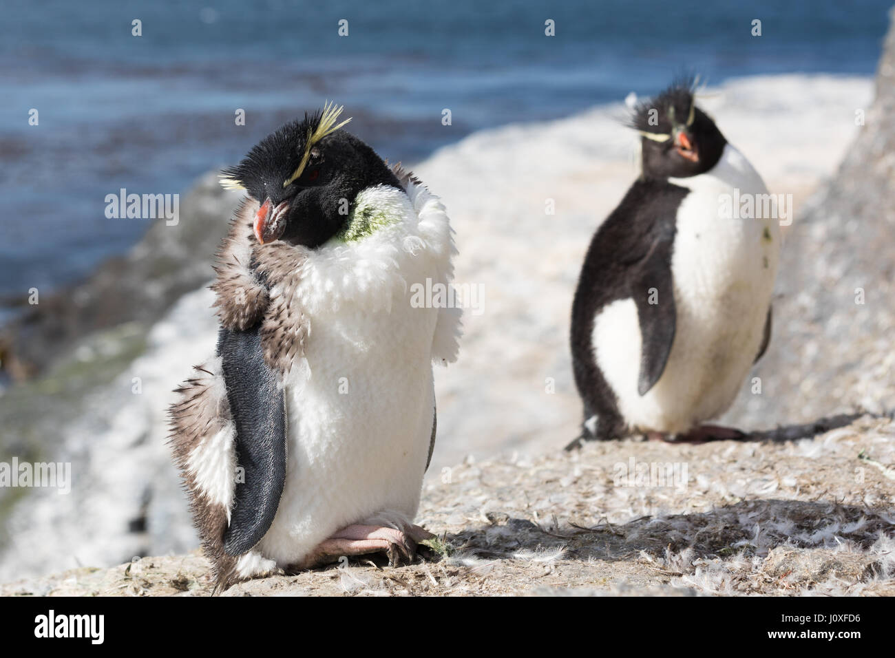 Rockhopper on Bleaker Island Stock Photo - Alamy