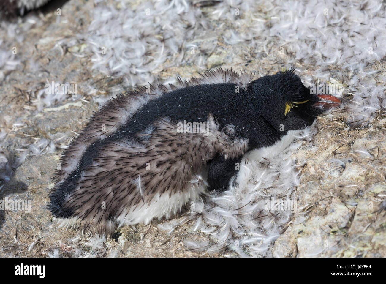 Rockhopper on Bleaker Island Stock Photo - Alamy