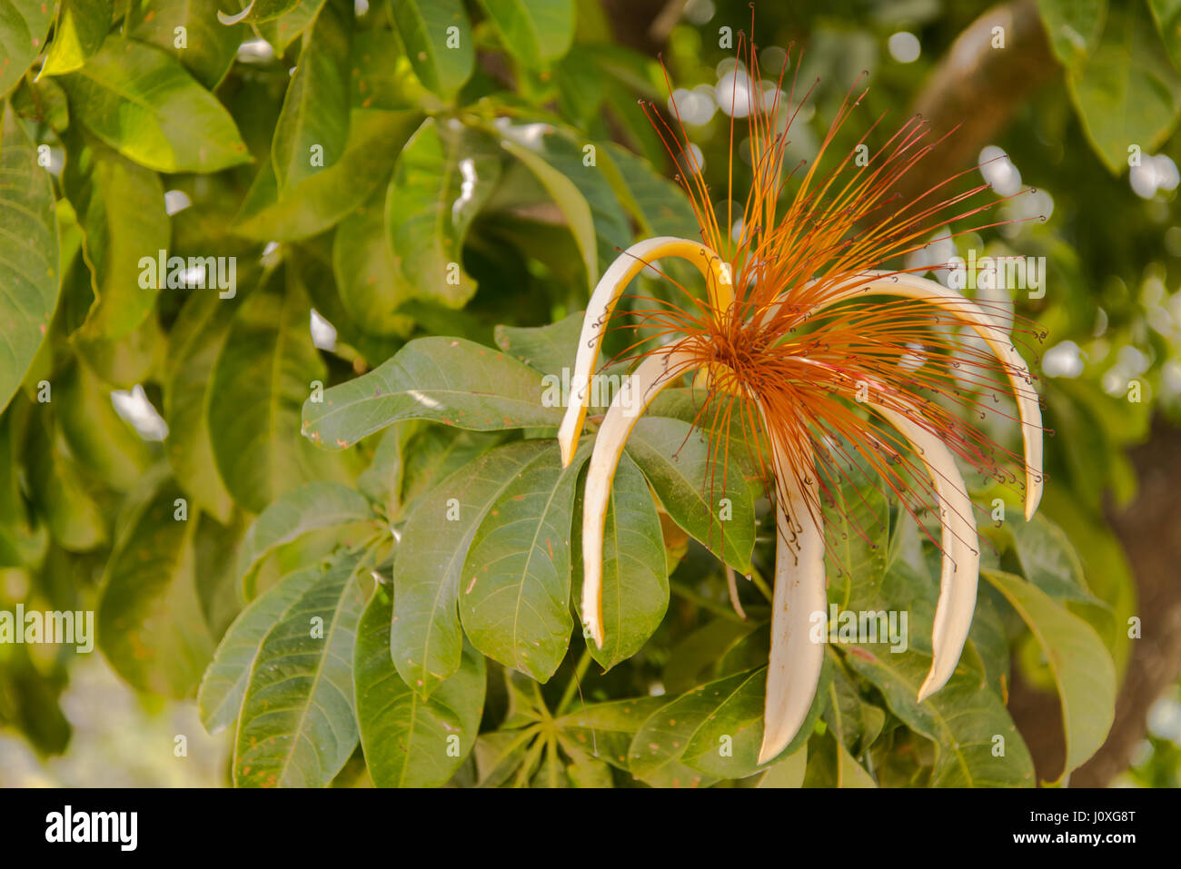 Guiana Chestnut Tropical Flower Stock Photo - Alamy
