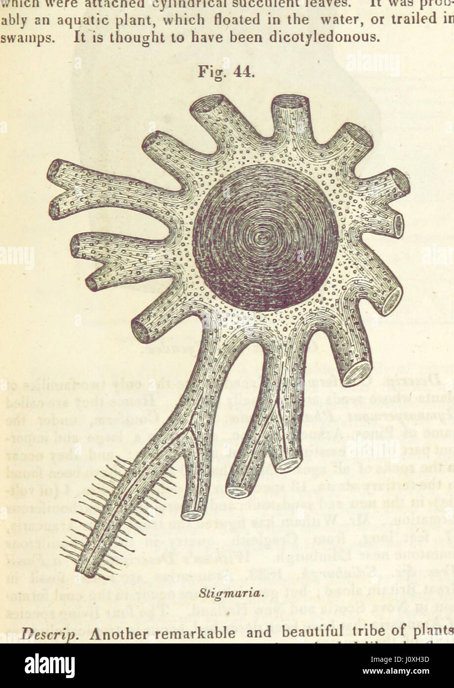 Edward Hitchcock's 'Elementary Geology' serves as an introductory text ...