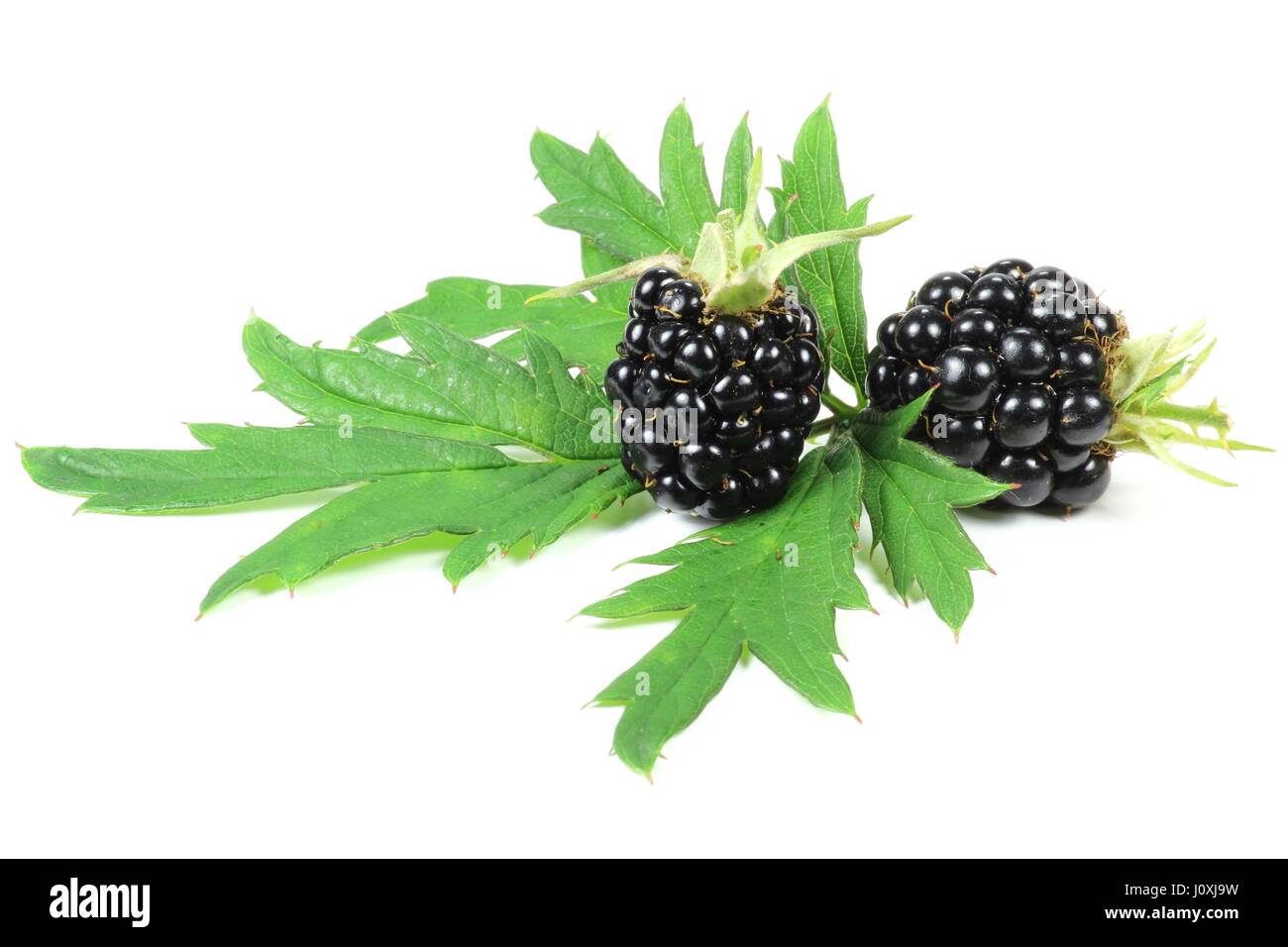 blackberries isolated on white background Stock Photo - Alamy