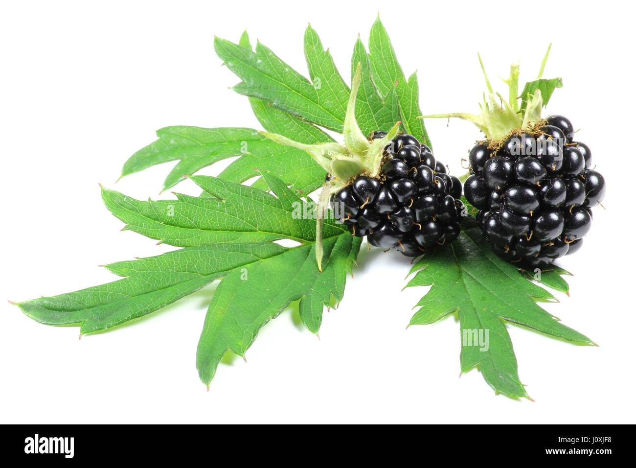 blackberries isolated on white background Stock Photo - Alamy