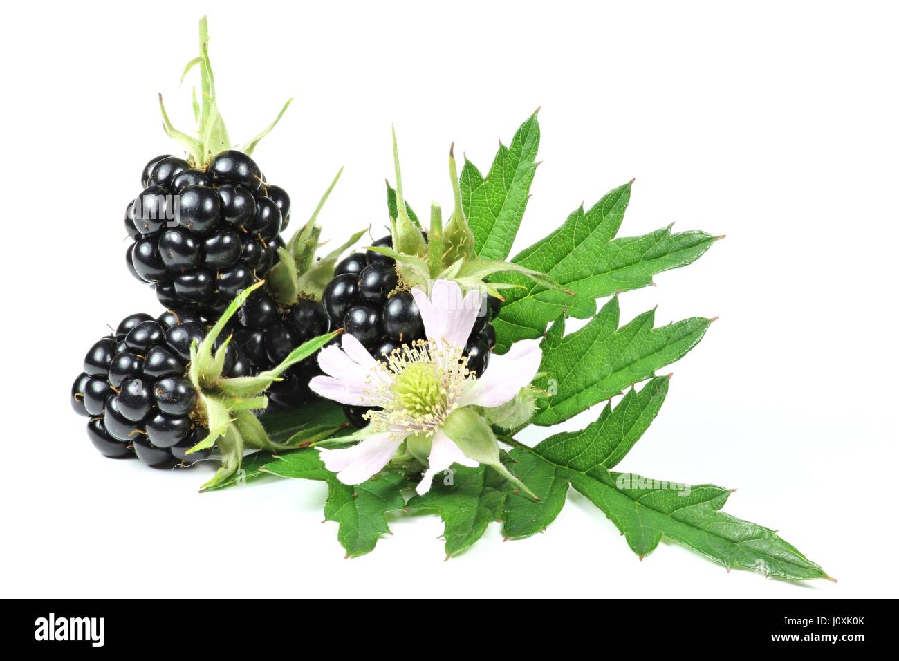 blackberries isolated on white background Stock Photo - Alamy