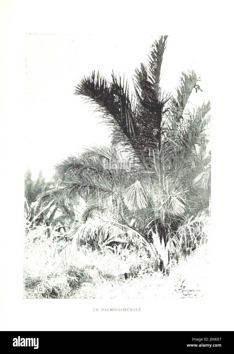 'Les Ba-Ronga' is an ethnographic study on the Ba-Ronga people of the ...