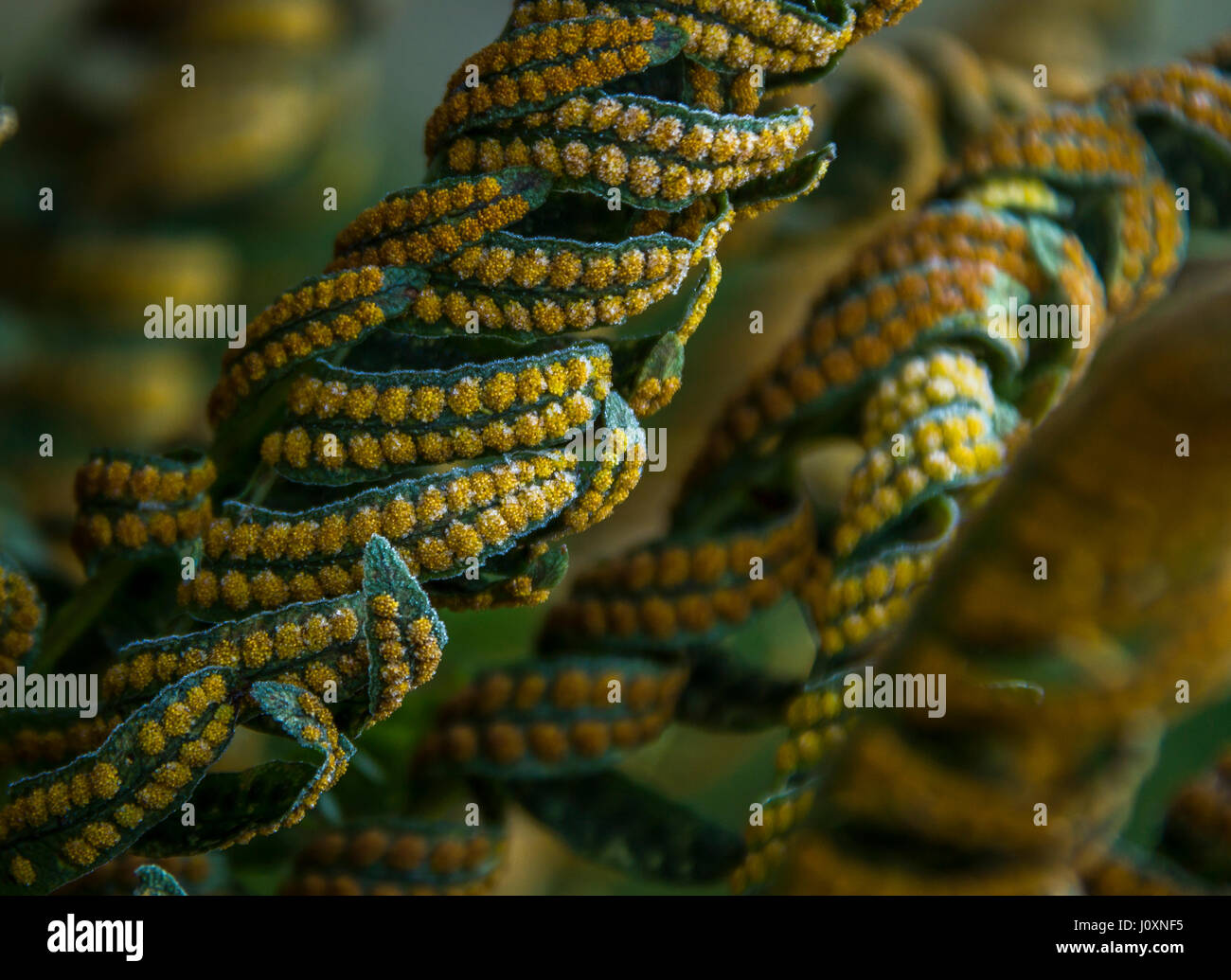Common Polypodium vulgare fern showing spores on Underside Stock Photo ...
