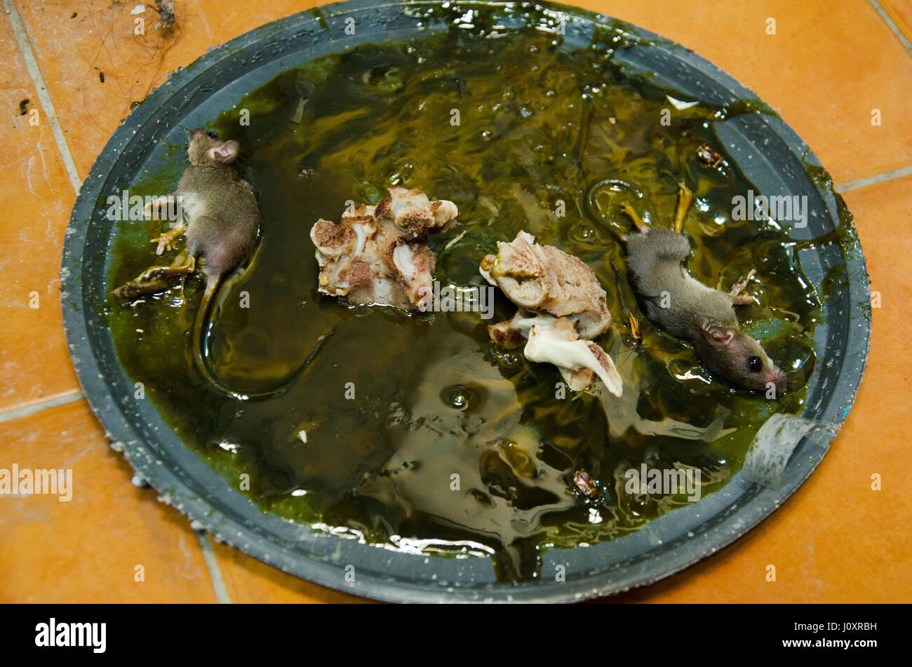 Rats on stick glue mousetrap in house Stock Photo - Alamy