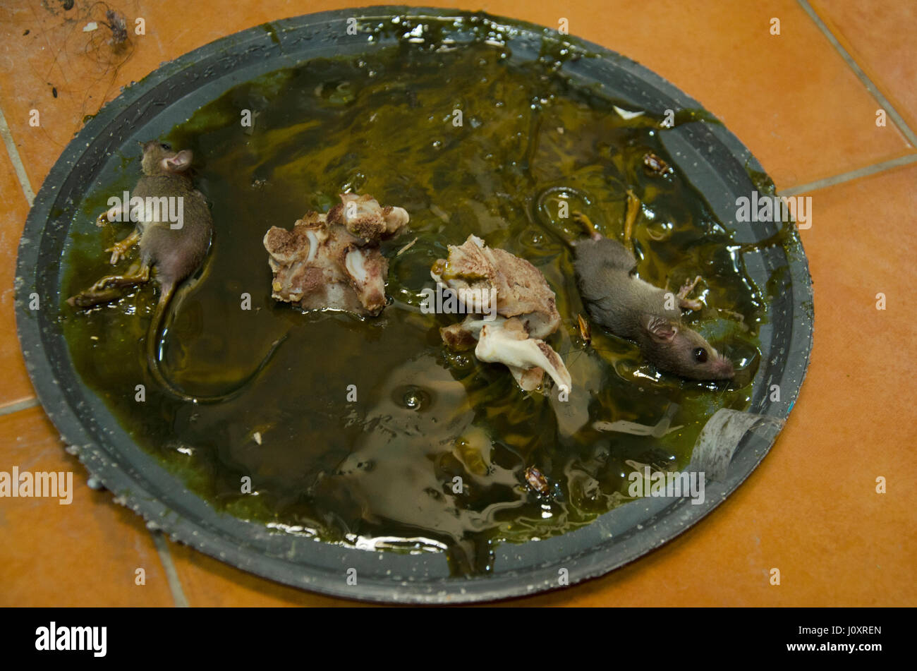 Rats on stick glue mousetrap in house Stock Photo - Alamy