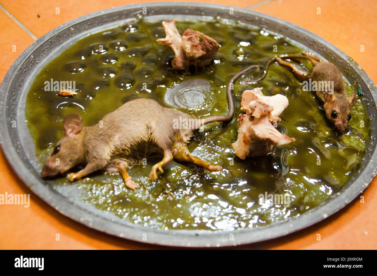 Rats on stick glue mousetrap in house Stock Photo - Alamy