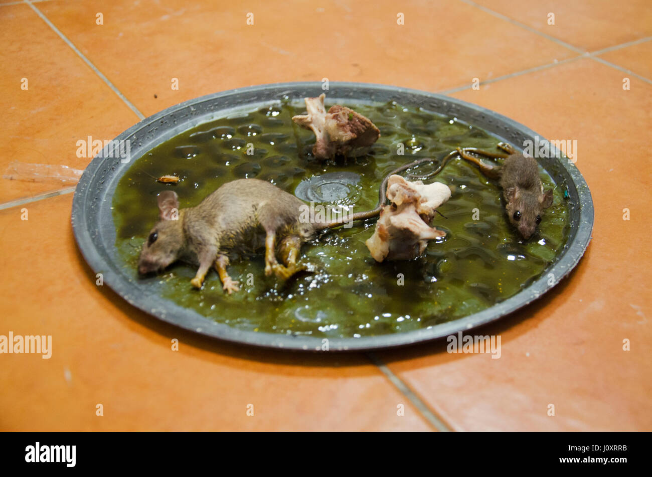 Rats on stick glue mousetrap in house Stock Photo - Alamy