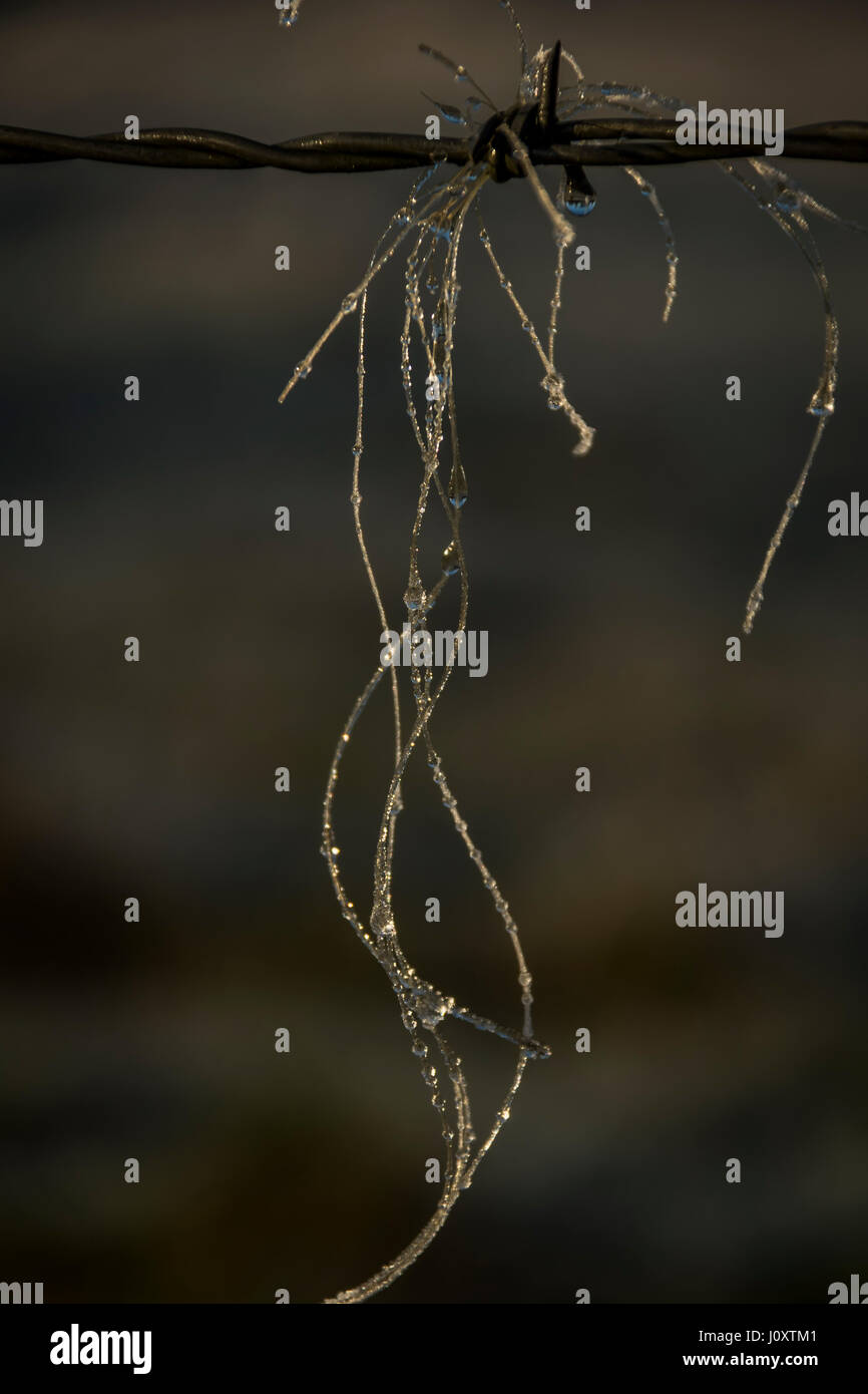 Barbed wire hair hi-res stock photography and images - Alamy