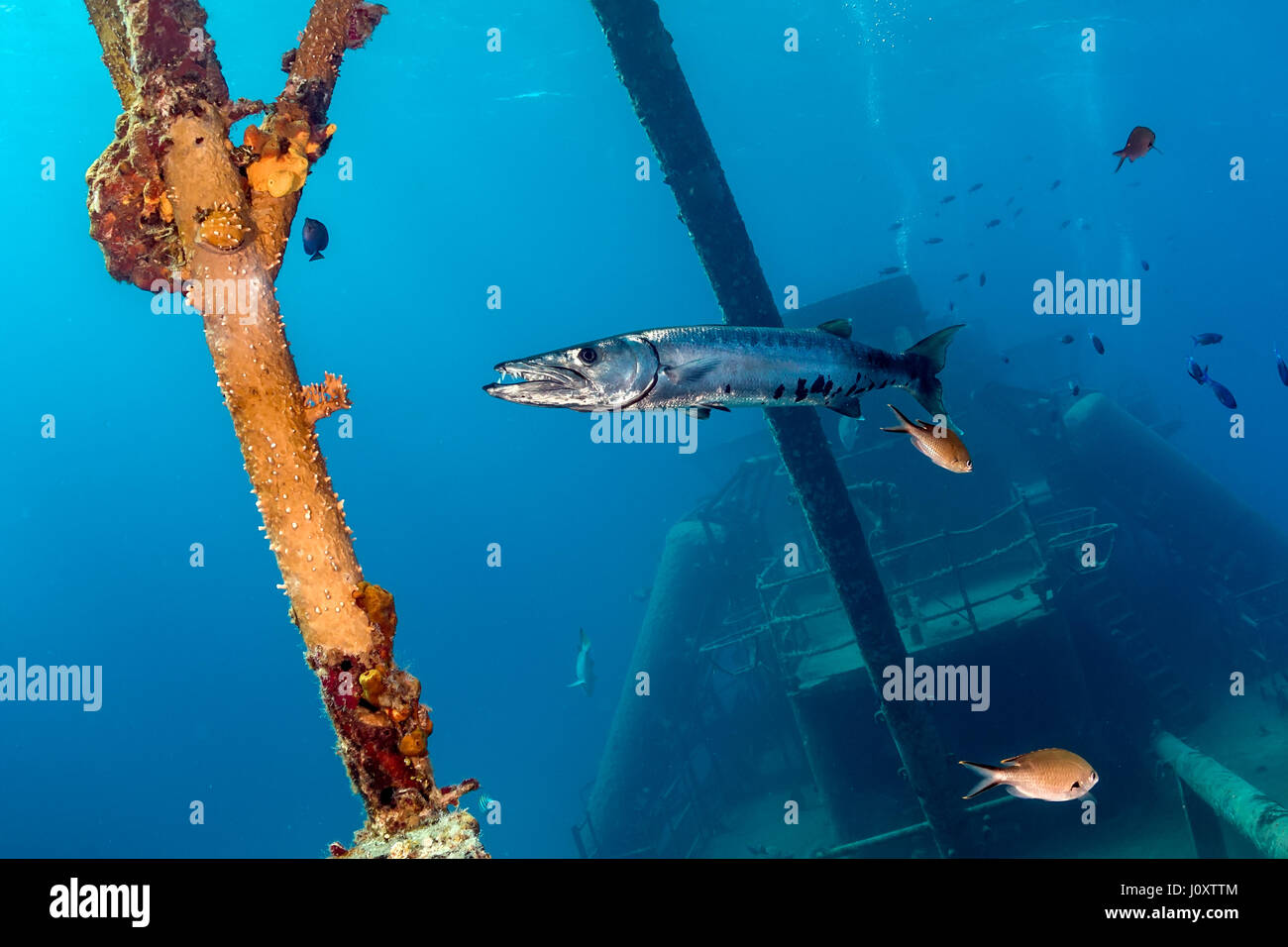 Great barracuda teeth hi-res stock photography and images - Alamy