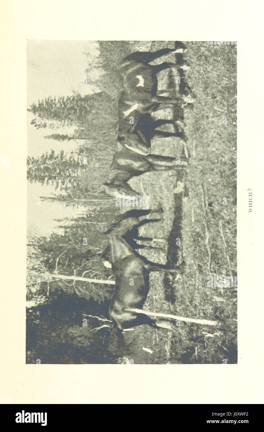 This work explores the land of the Muskeg, featuring detailed sketches ...