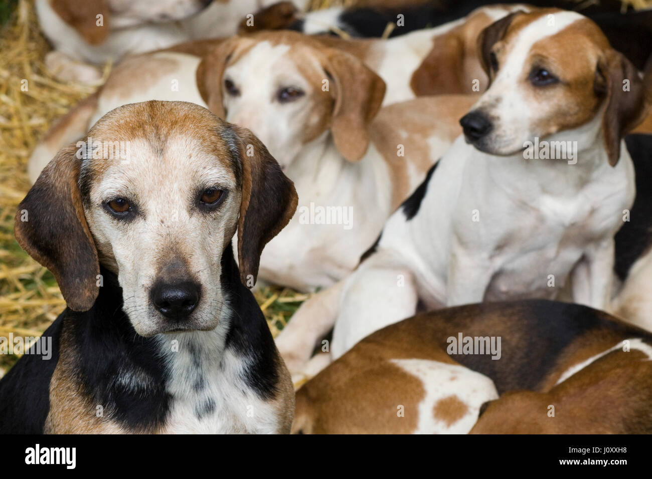 Beagles in kennels Stock Photo - Alamy