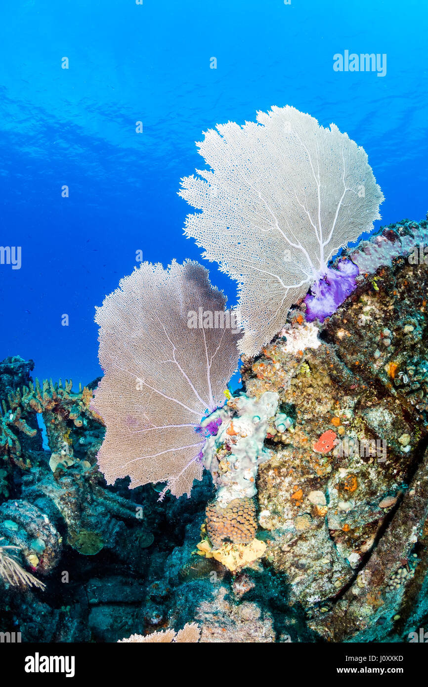 Sea fans growing on an underwater shipwreck Stock Photo - Alamy