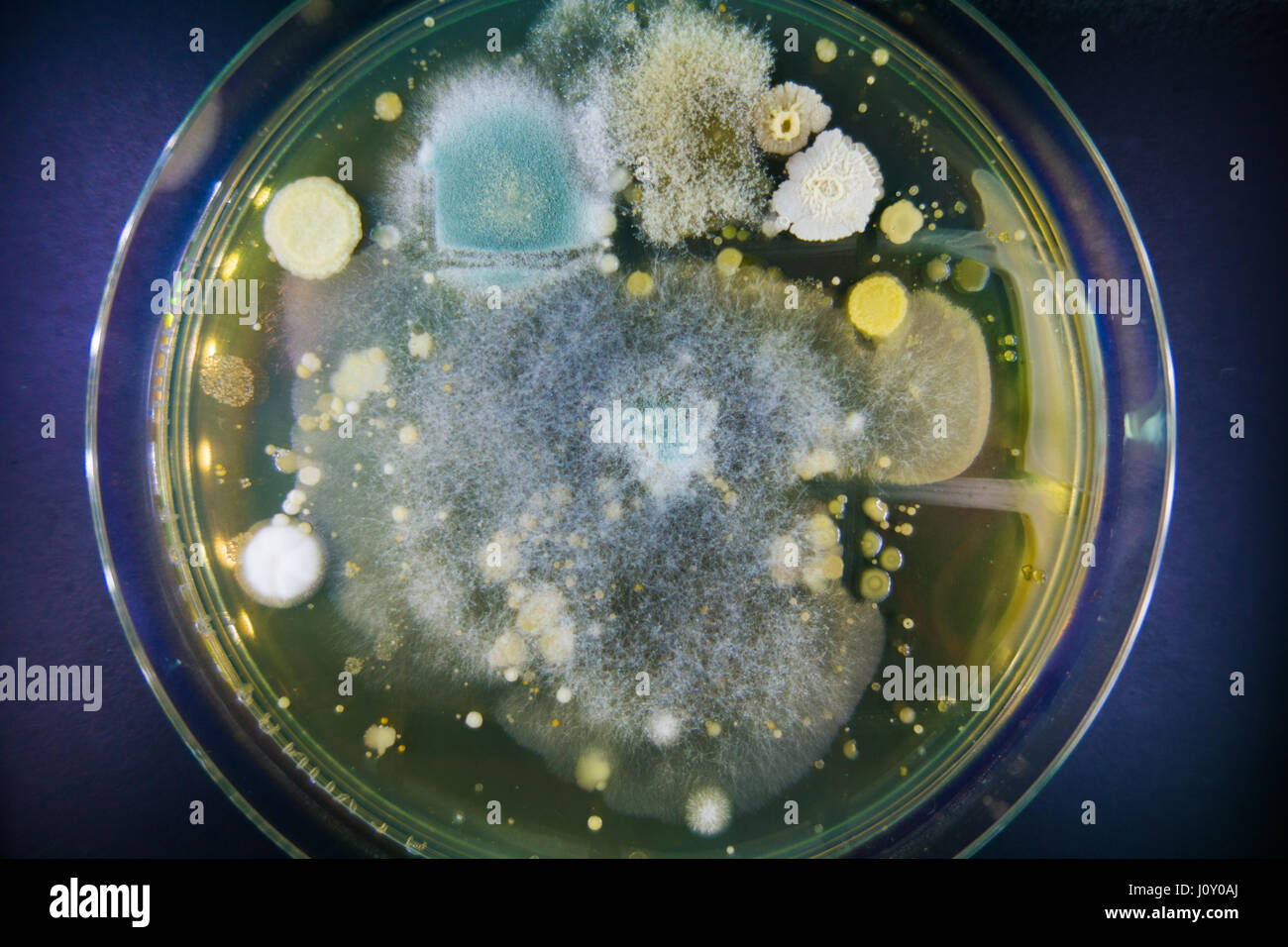 Petri dishes with growing microflora. Study hygiene premises ...