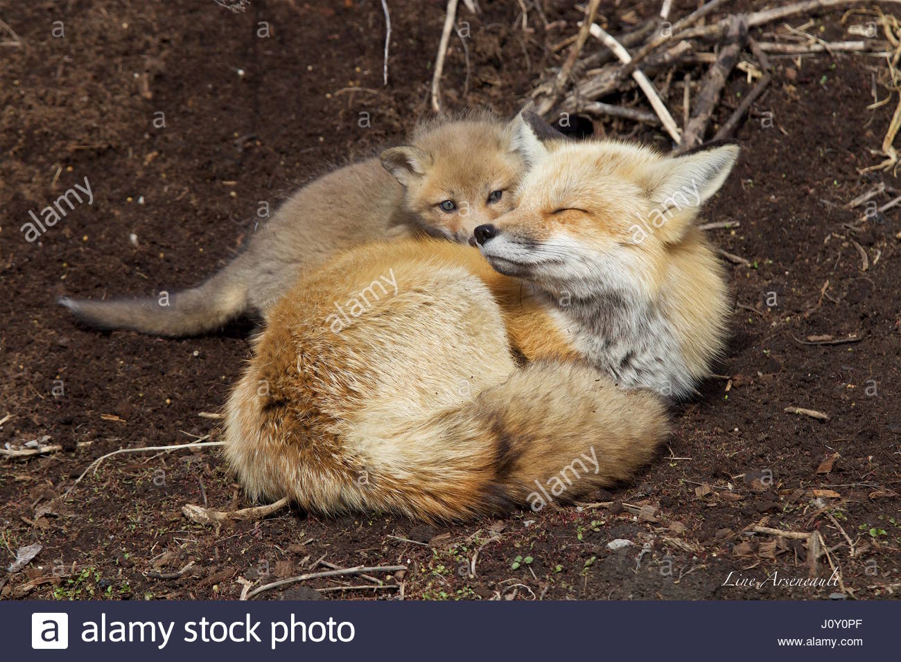Fox Family Stock Photos & Fox Family Stock Images - Alamy