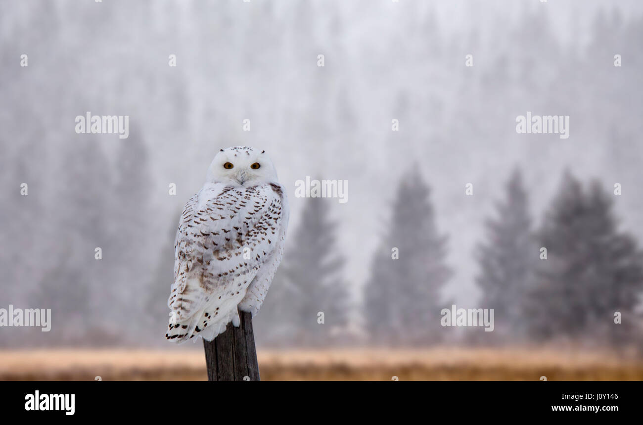 Owl on fence hi-res stock photography and images - Alamy
