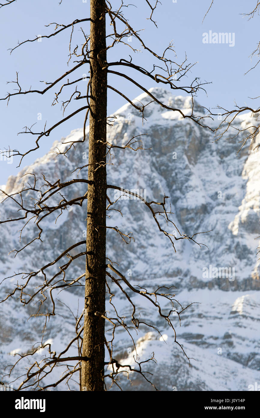 Rocky Mountains in Winter Canada Icefields Parkway forest fire Stock ...