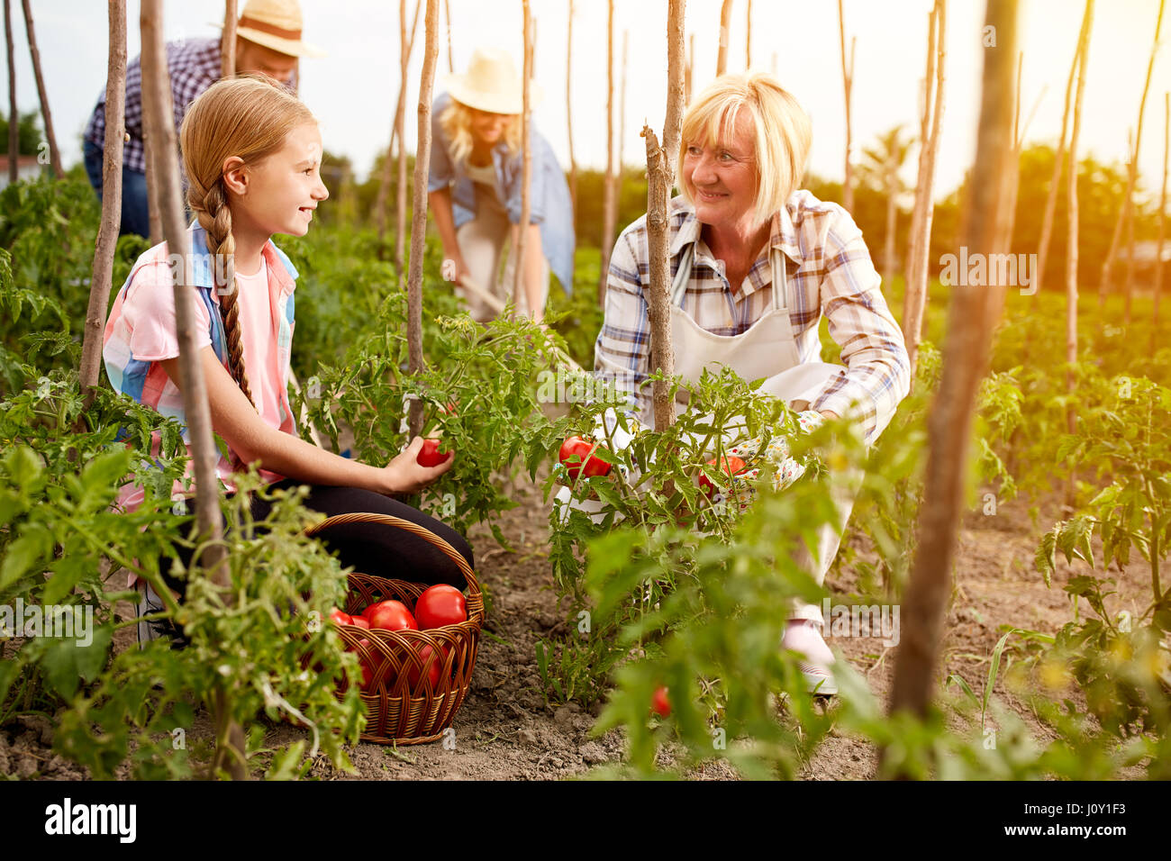 Family farmers working with organically grown tomatoes in garden Stock Photo - Alamy