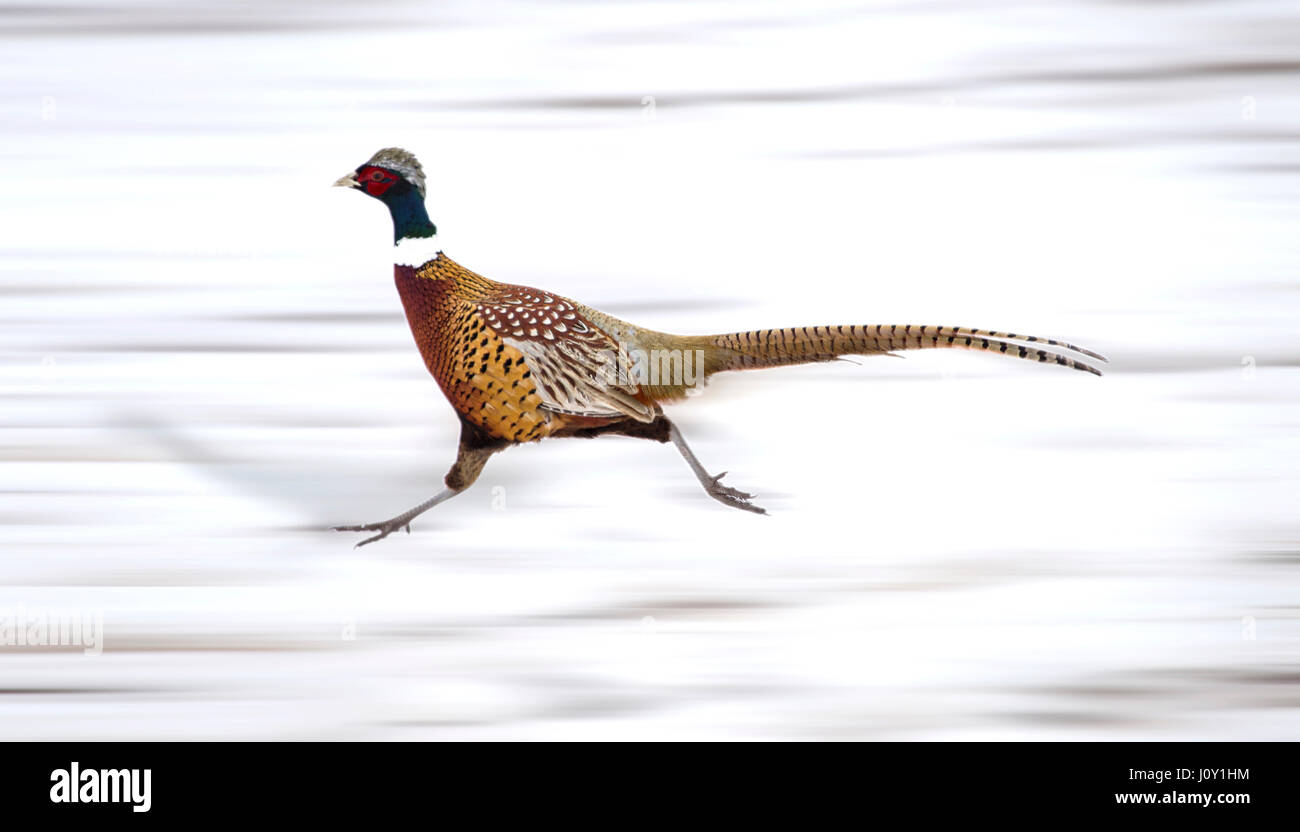 Ring Neck Pheasant on the run Sasl Stock Photo - Alamy