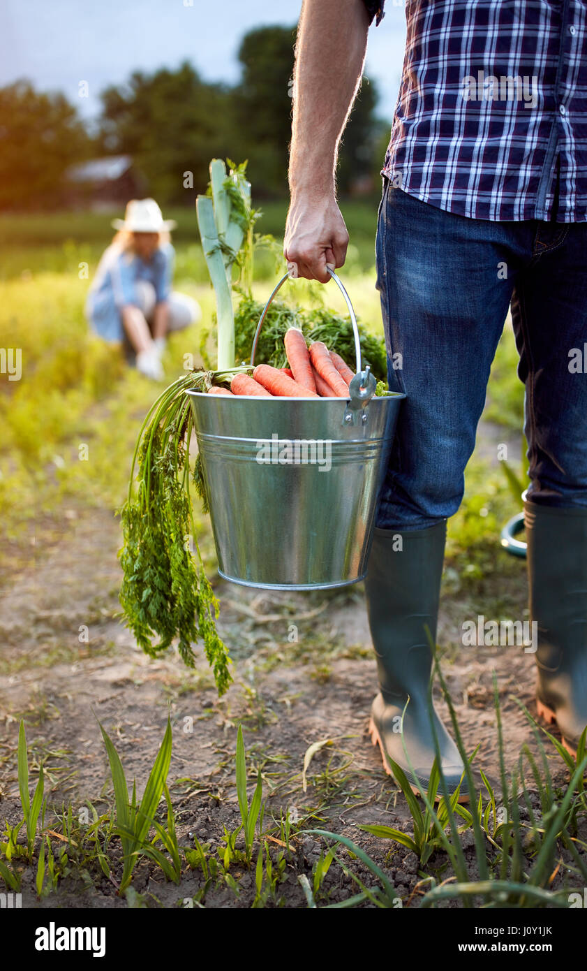 Growing carrots bucket hi-res stock photography and images - Alamy