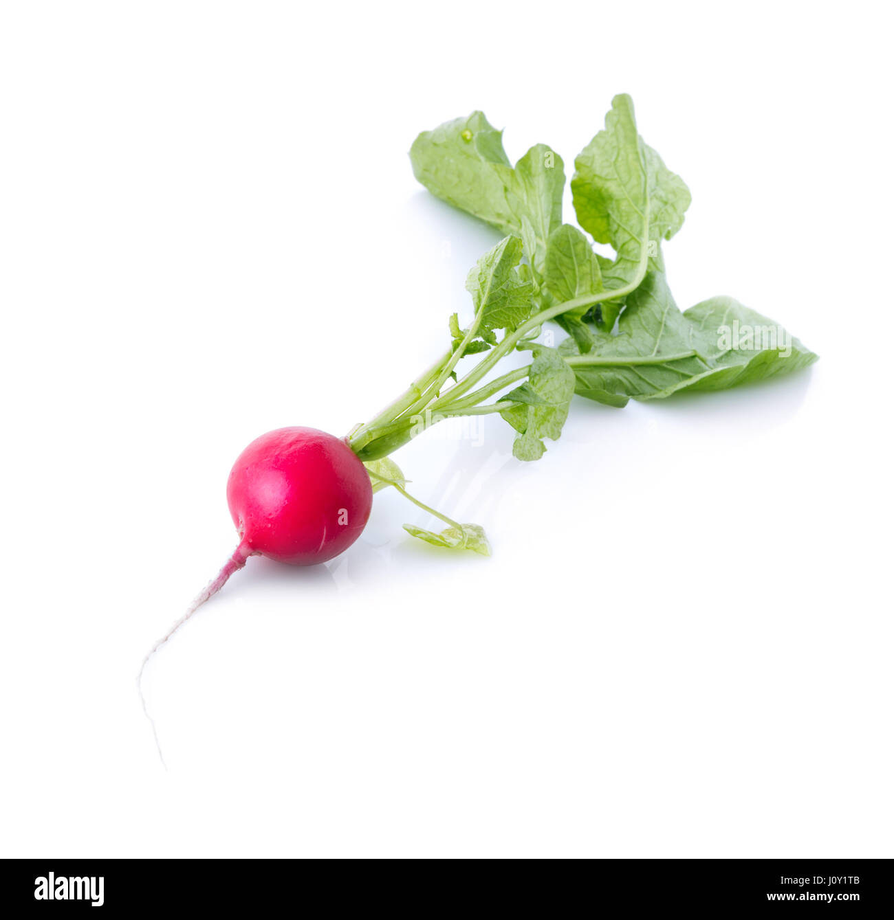 Red radish leaves on Cut Out Stock Images & Pictures - Alamy