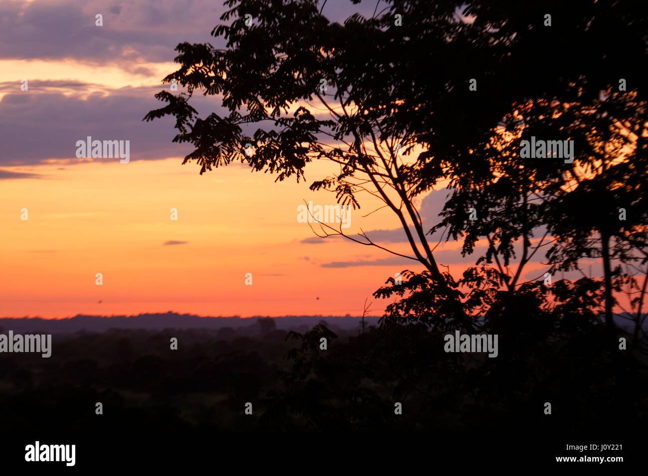 sunset in forest, Ecuador Stock Photo - Alamy