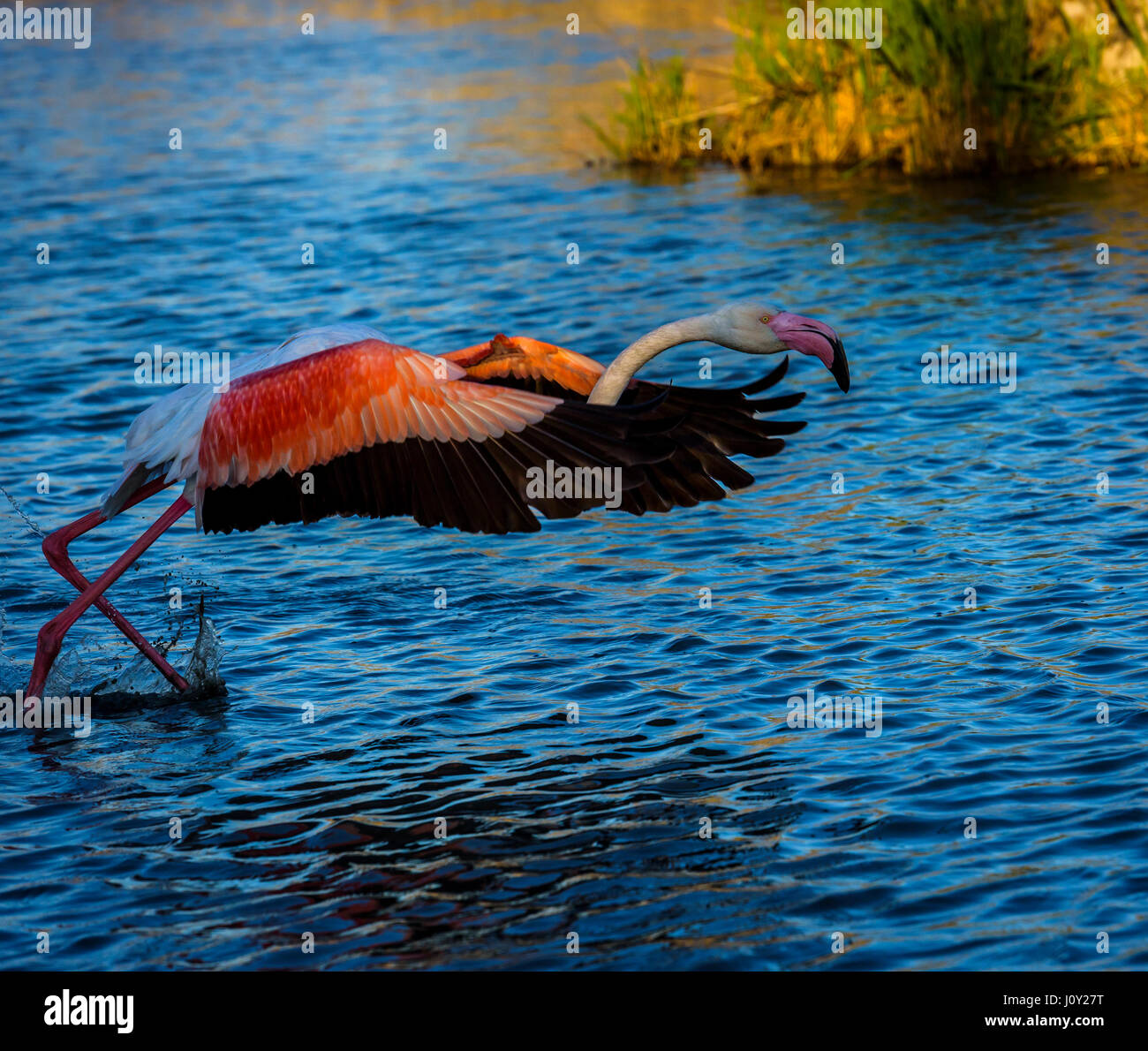 A greater / pink flamingo taking off at sunset in the Camargue , France ...