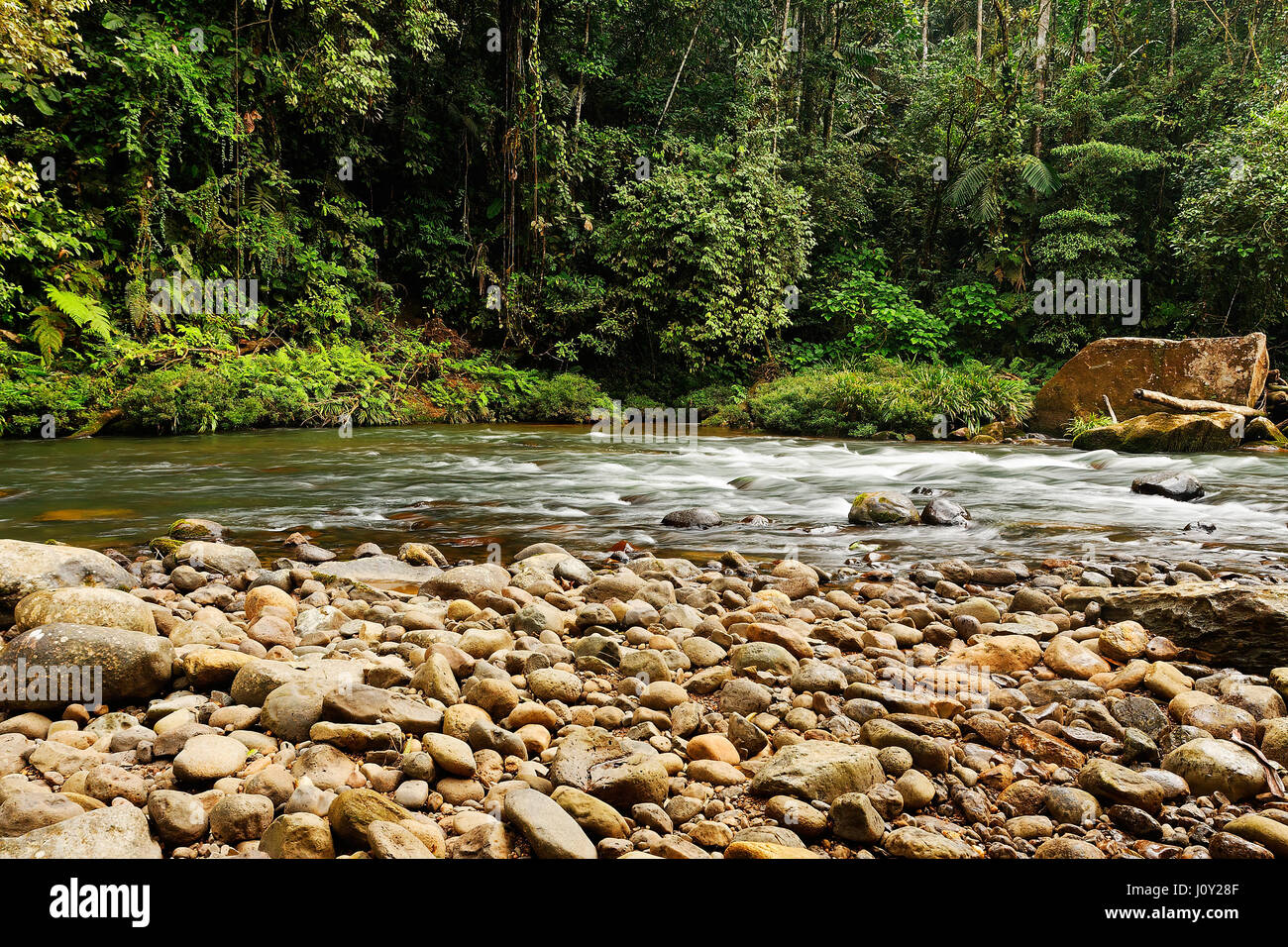 Andean jungle hi-res stock photography and images - Alamy