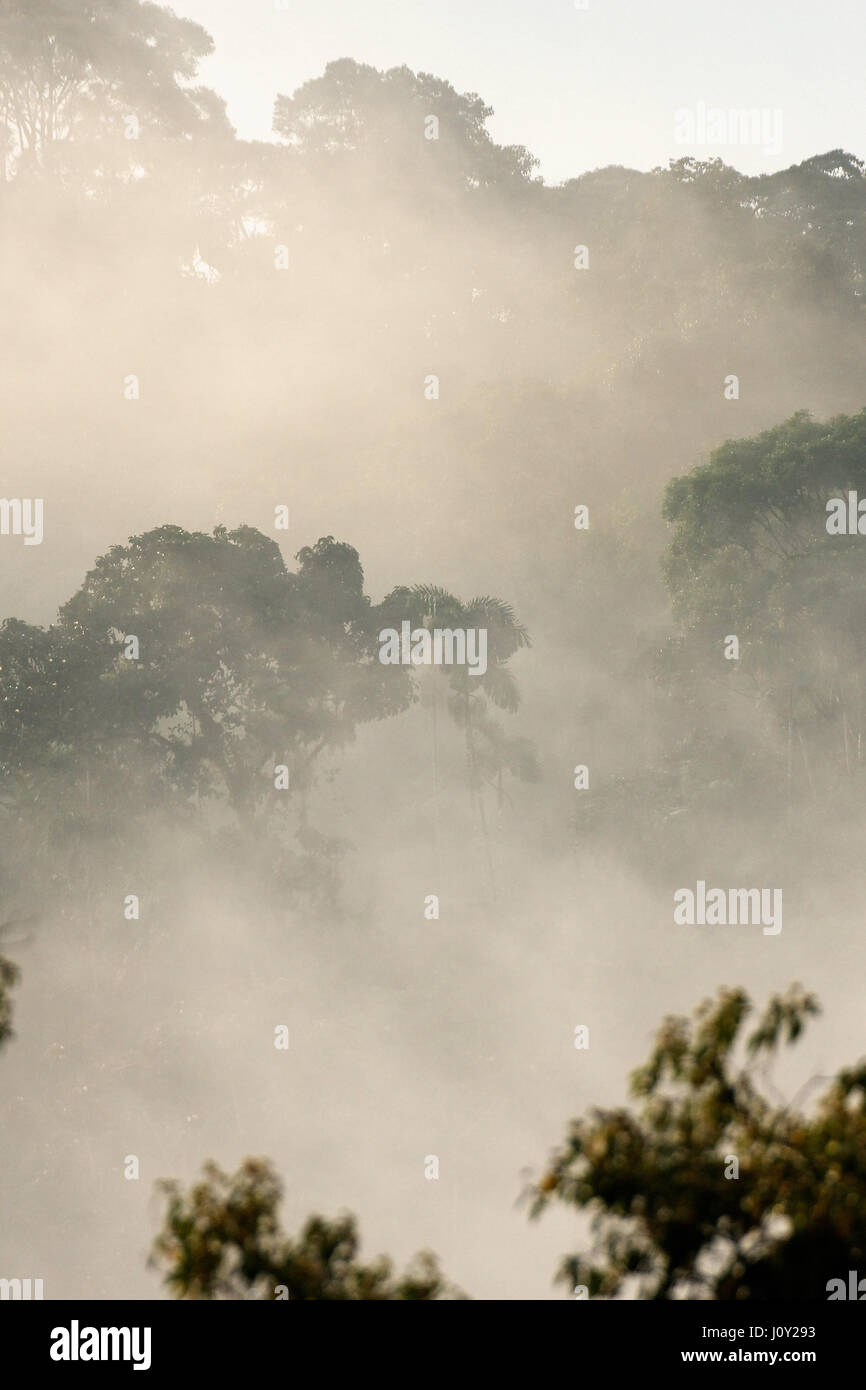 sunrise in the jungle Stock Photo - Alamy