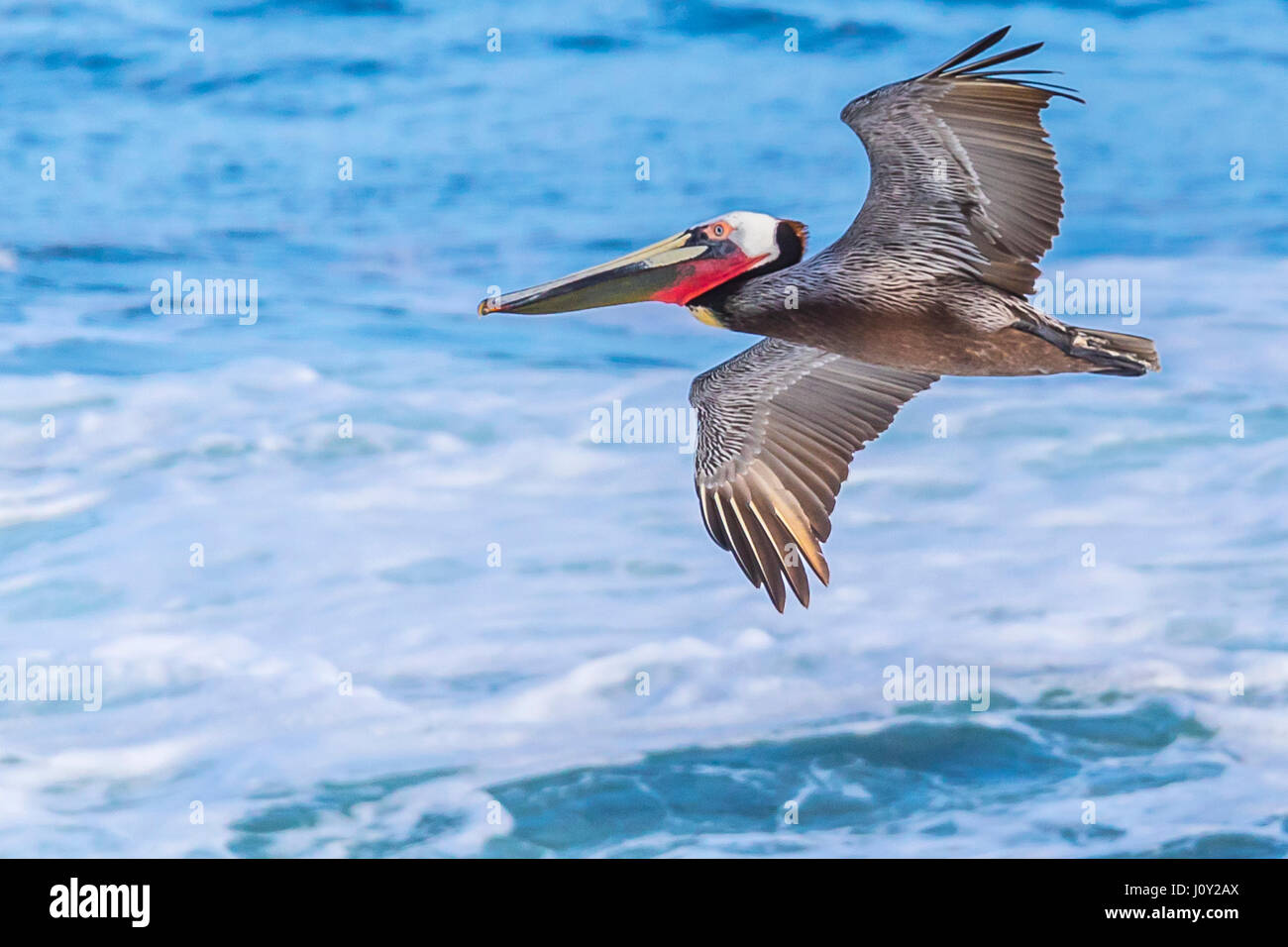 california brown pelican Pelecanus occidentalis Stock Photo - Alamy