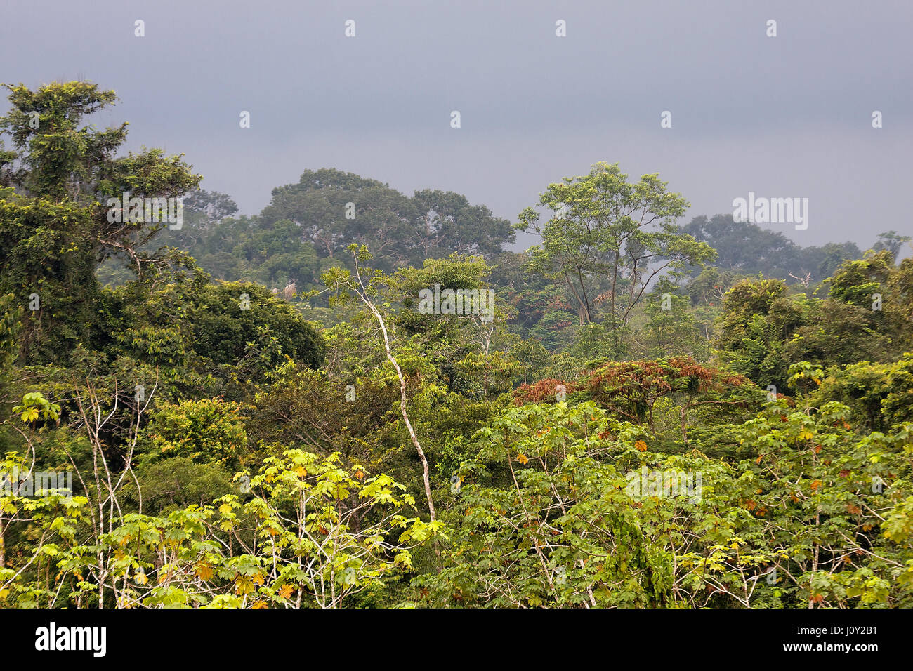Rainforest in Yasuni national park, Ecuador Stock Photo - Alamy