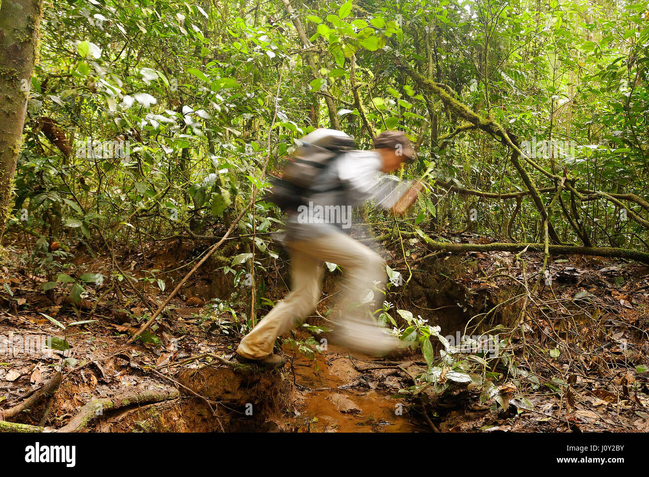 Fieldwork in rainforest hi-res stock photography and images - Alamy