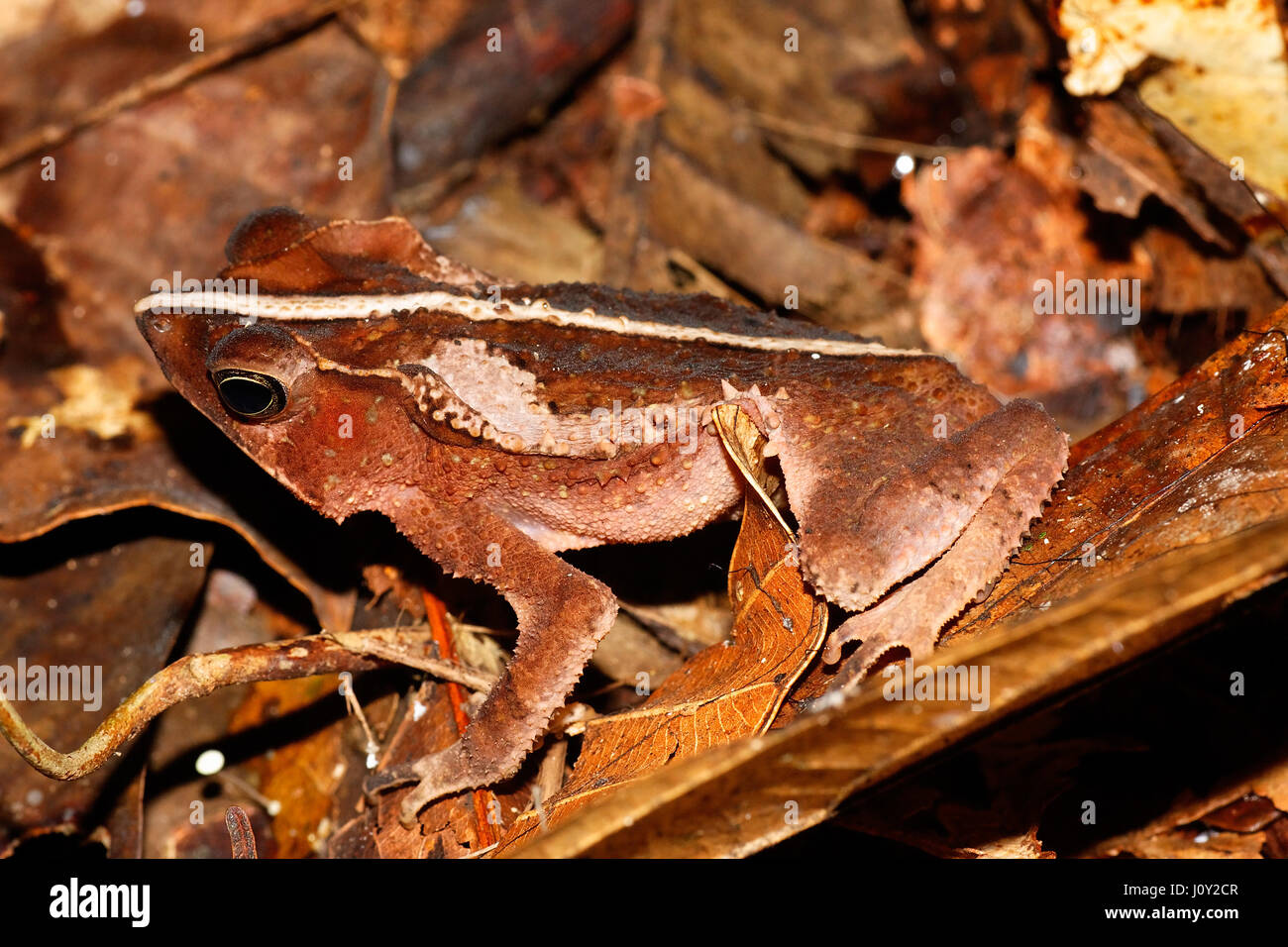 Amazon rainforest frog hi-res stock photography and images - Alamy