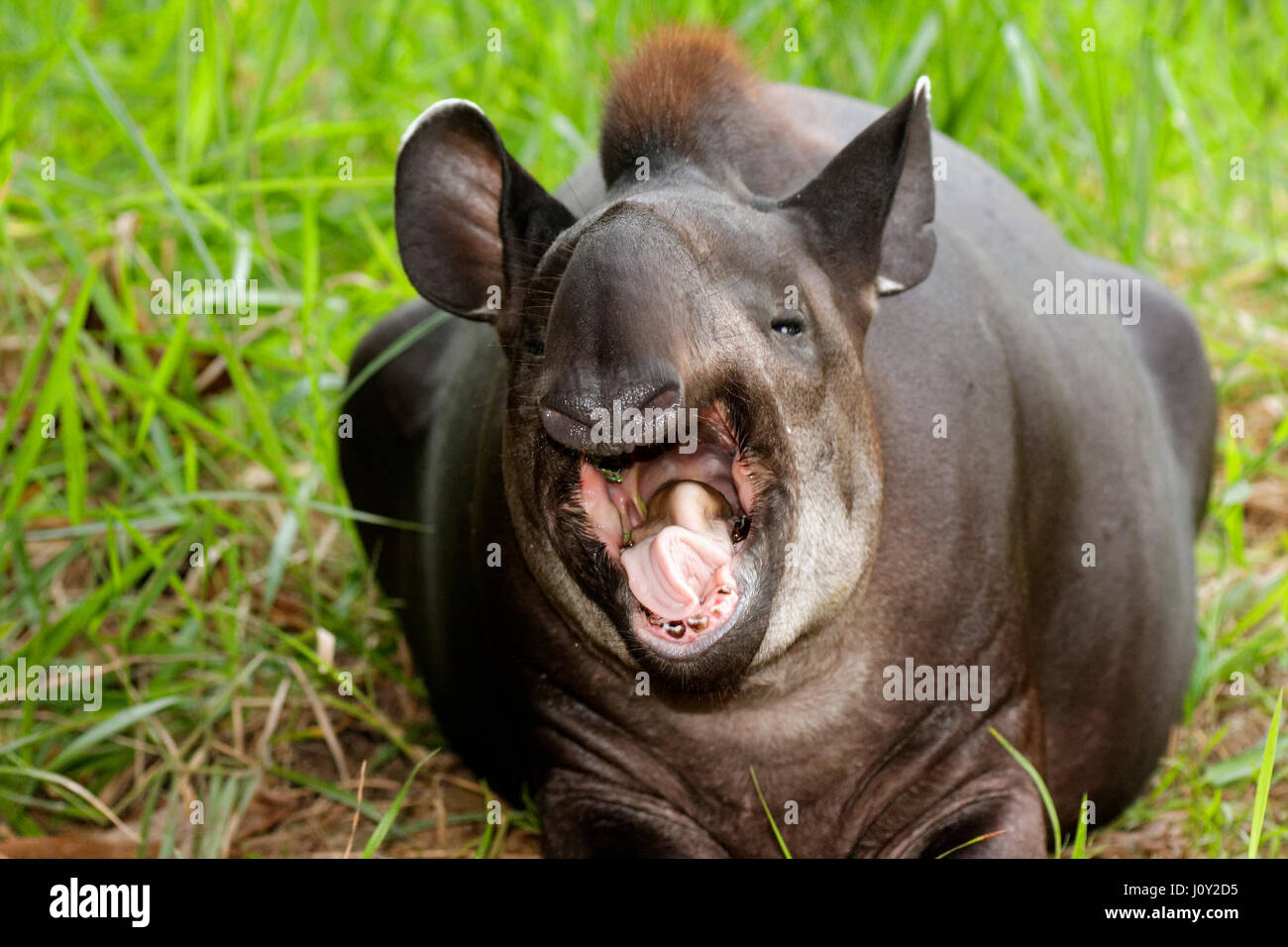 Tapir hi-res stock photography and images - Alamy
