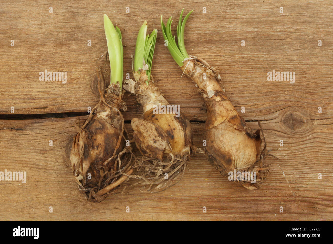 Nerine flower bulbs on old weathered wood Stock Photo - Alamy
