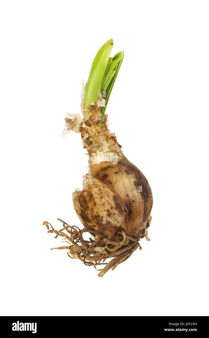 White nerine hi-res stock photography and images - Alamy