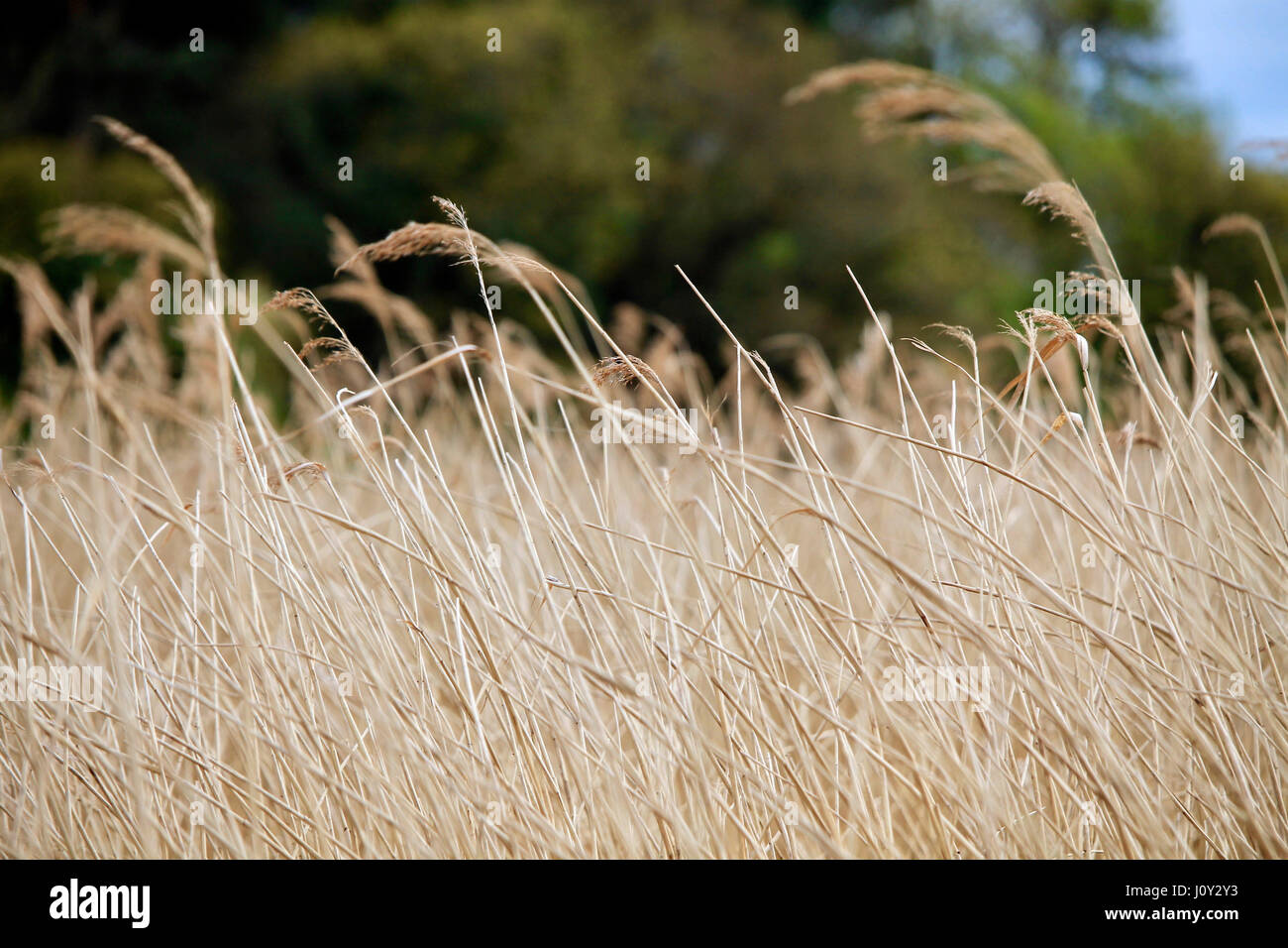 Yellow grass field Stock Photo - Alamy