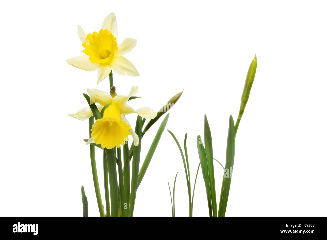 Spring Daffodil flowers, leaves and buds isolated against white Stock ...