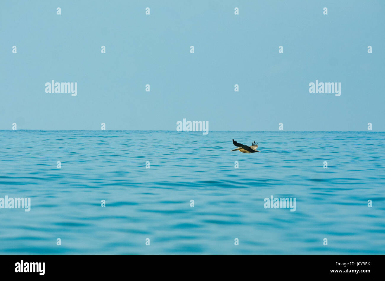 A bird flying low over the ocean. The water is nice and bright and blue ...