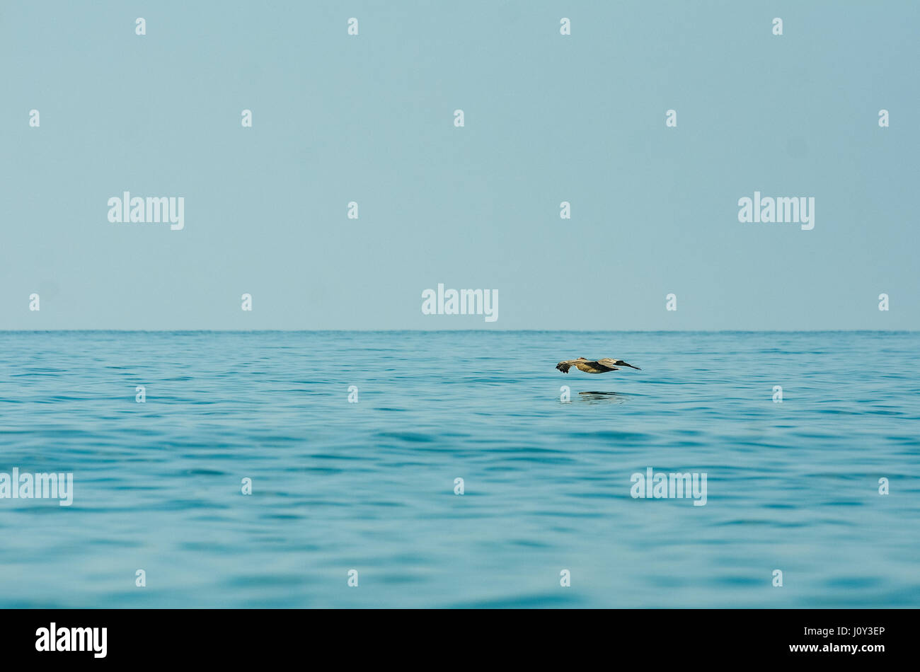 A bird flying low over the ocean. The water is nice and bright and blue ...