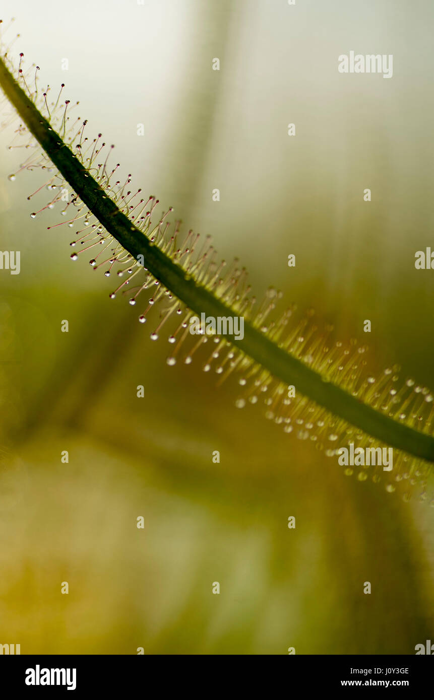 Flypaper plants hi-res stock photography and images - Alamy